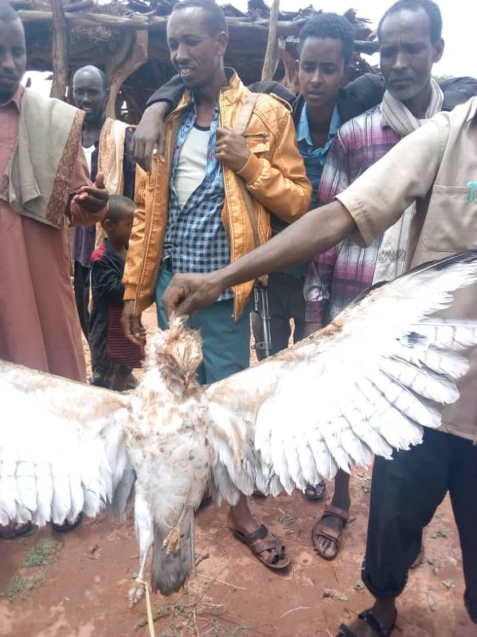 Duleedka Salaxley Oo Lagu Dilay Shimbir La Sheegay Inuu Soo Weeraray ...