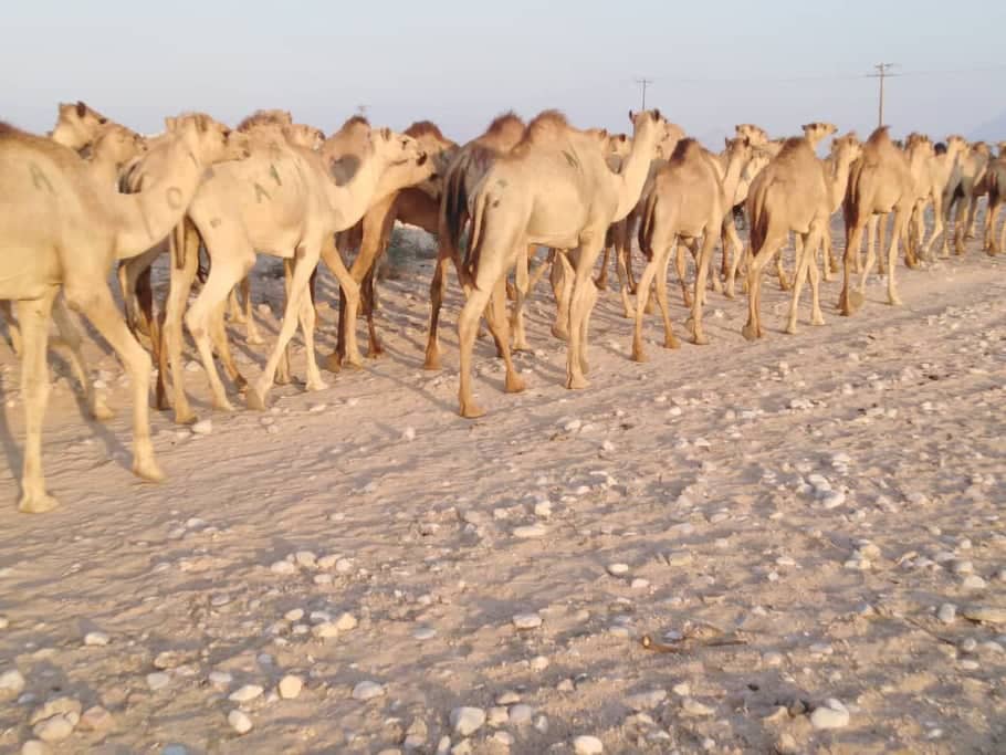 Ganacsatada Xoolaha Dhoofisa Oo Ka Cabanaysa Wasaarada Xanaanada ...